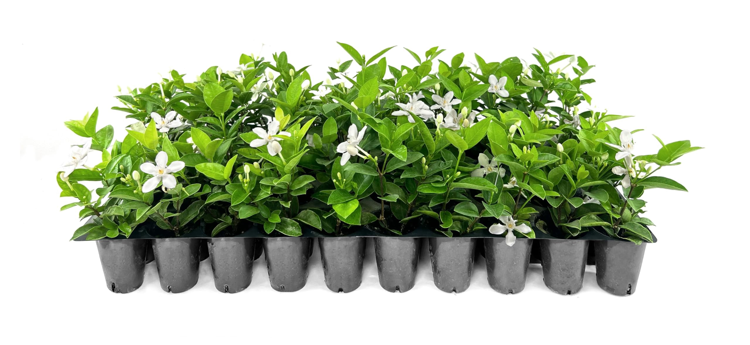 Jasmine Asian Snow | 10 Live Plants | Wrightia Antidysenterica | Milky ...