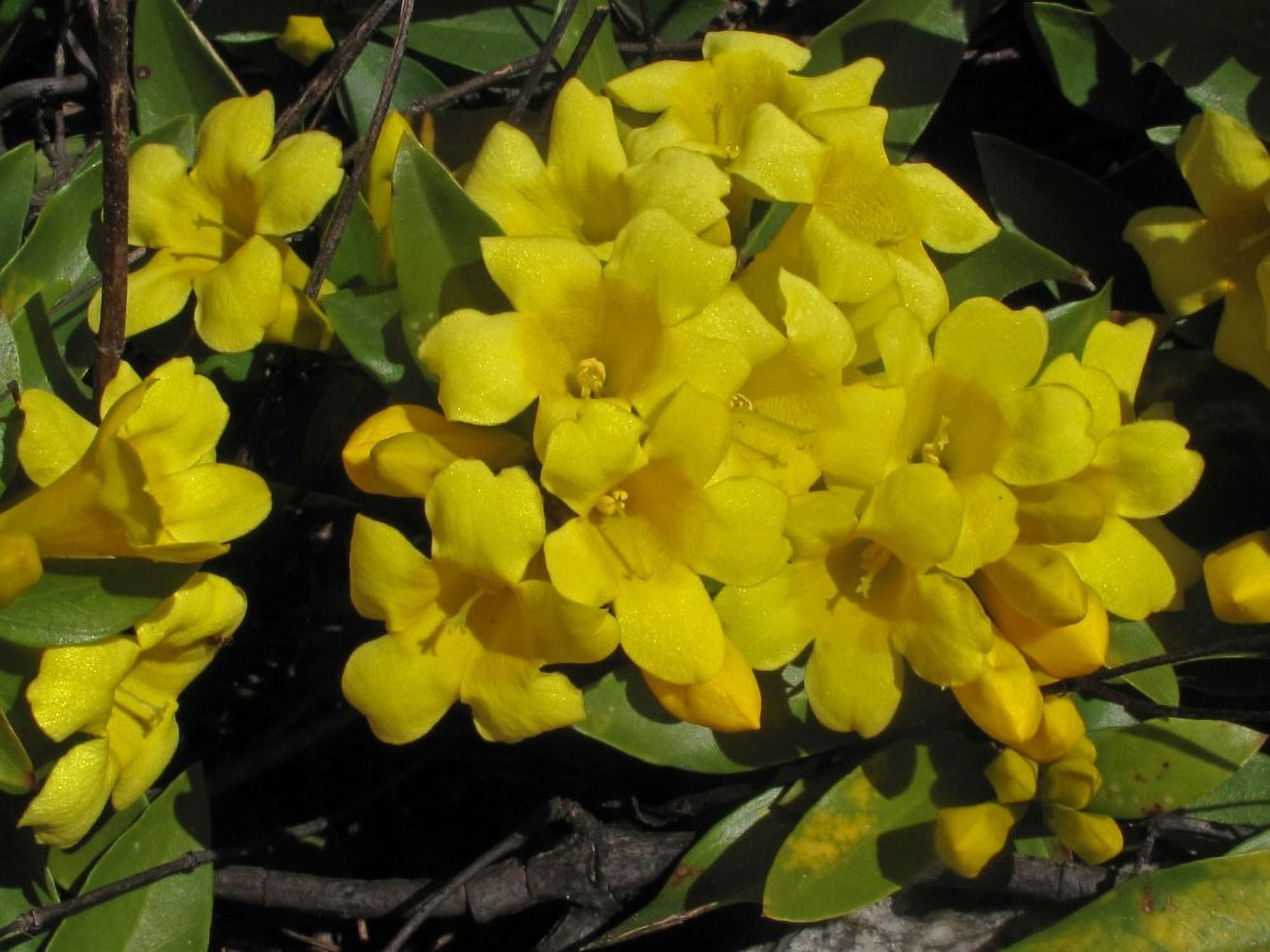 Jasmine Carolina Gelsemium Sempervirens, Yellow Flower Vine, Starter ...
