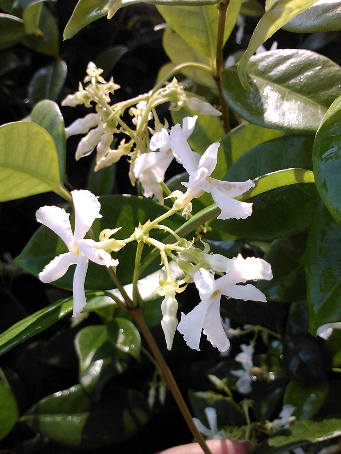 Jasmine Confederate White Flower Shrub, Fragrant Patio Starter Plant ...