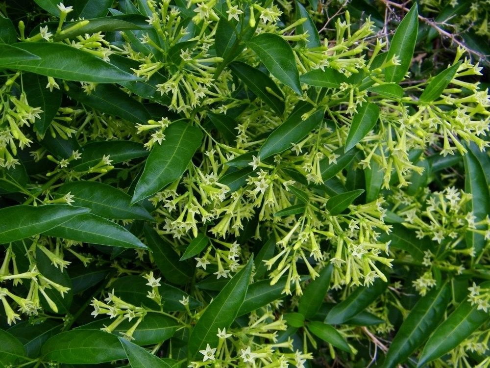 Jasmine Night Blooming Cestrum nocturnum Gallon Pot - Walmart.com
