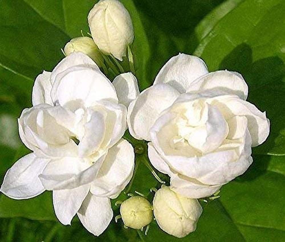 Jasmine Herbal Plant 25 Seeds, Indoor/Outdoor with Tiny White Flowers ...