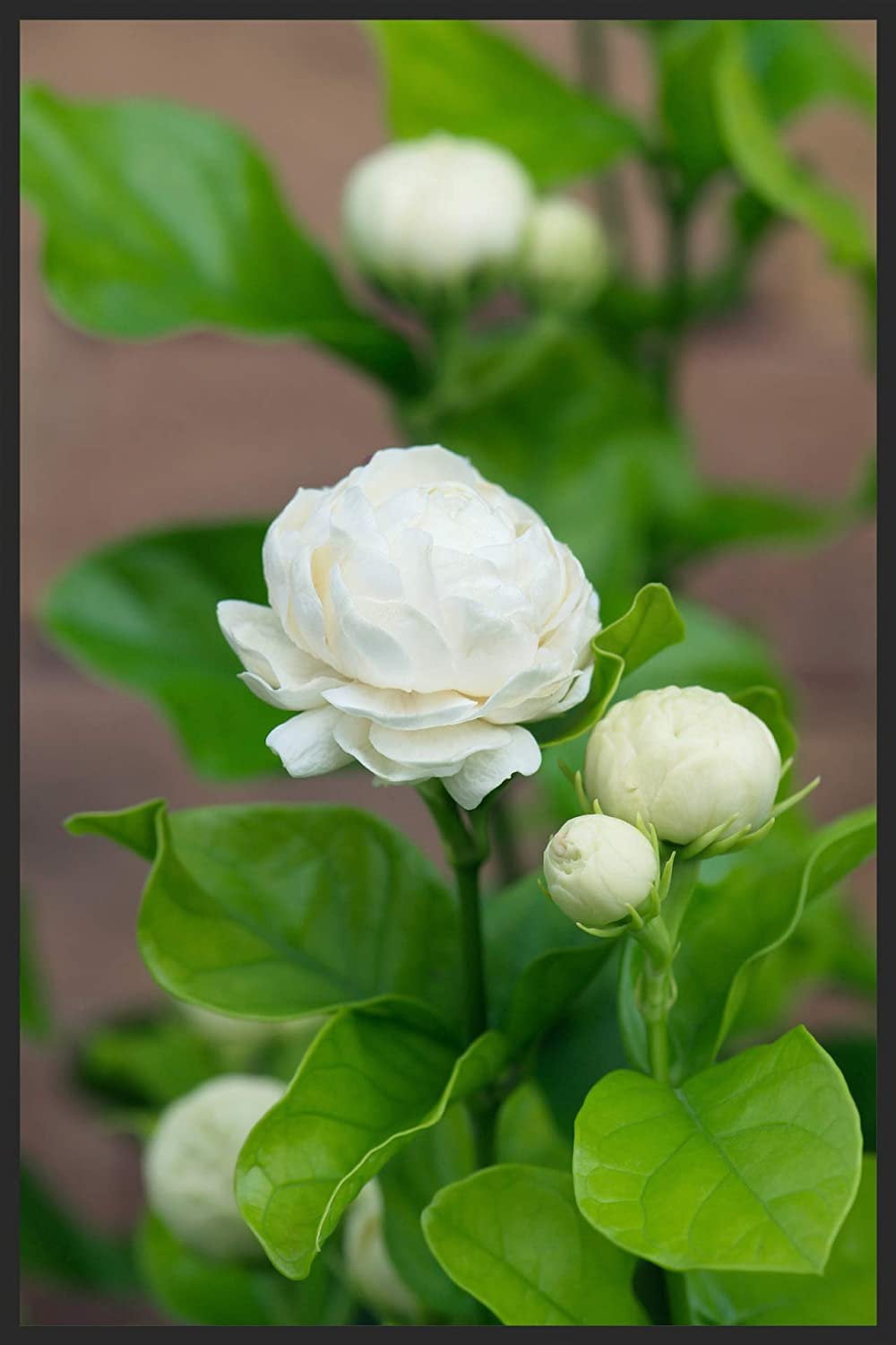 Live Jasmine Sambac 'Grand Duke of Tuscany' Plant in 4 inch Pot ...