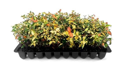 Jasmine Summer Sunset - 10 Live Plants - Trachelospermum Asiaticum ...