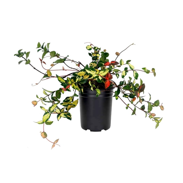 Jasmine Summer Sunset 5 Live Quart Size Plants Trachelospermum ...