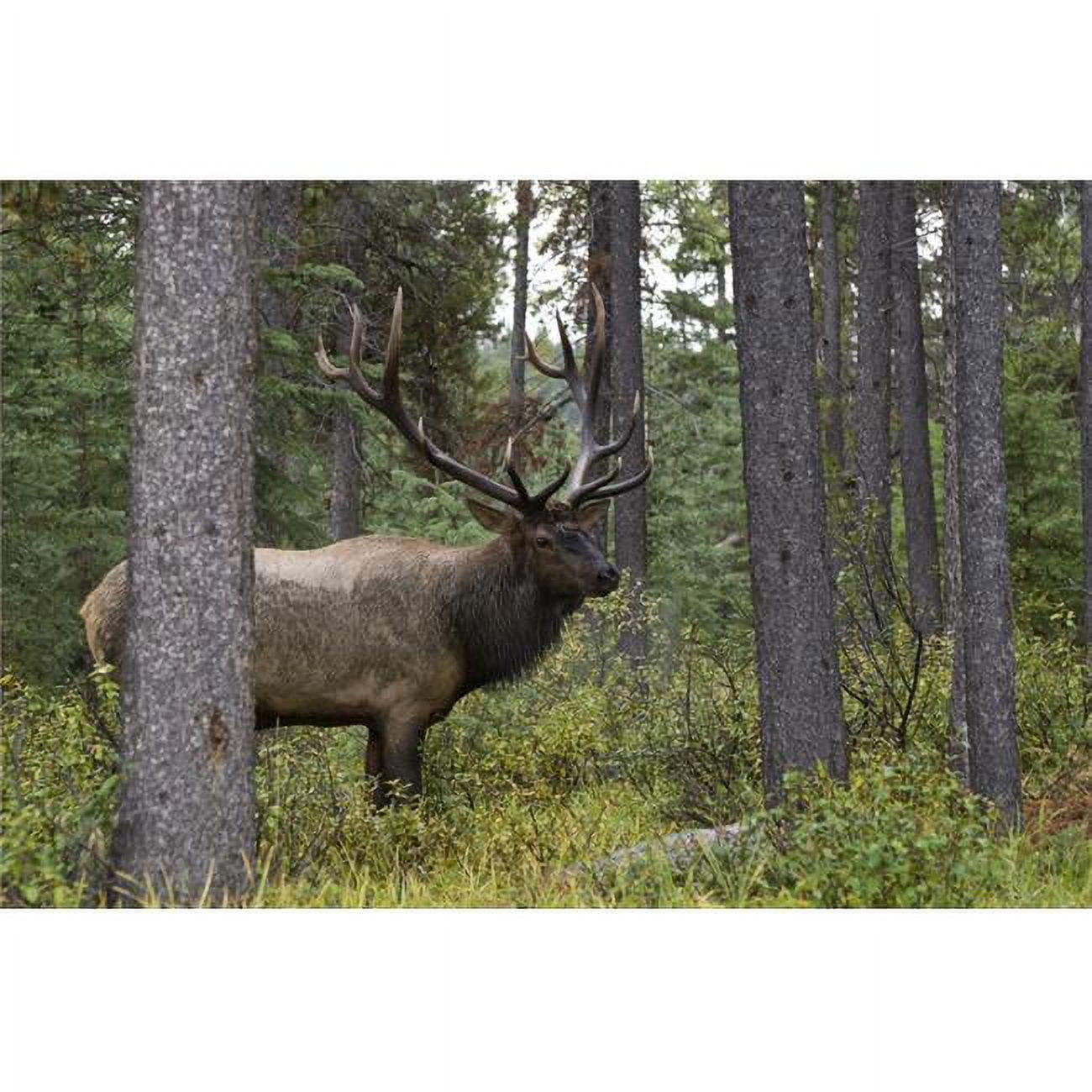 Jasper National Park Jasper Alberta Canada - Bull Elk Cervus Canadensis ...