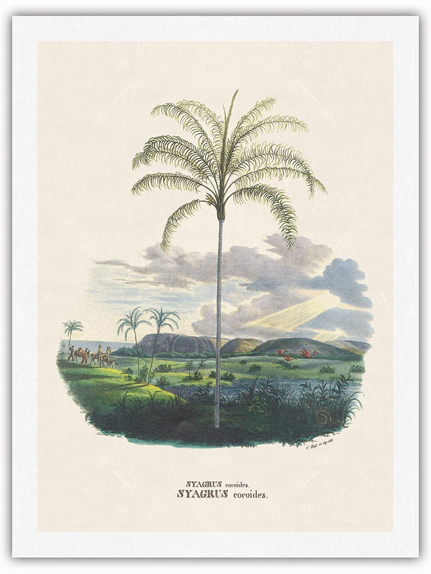 Jatá Palm Tree (Syagrus Cocoides) - Almeirim Pará Brazil - Vintage ...