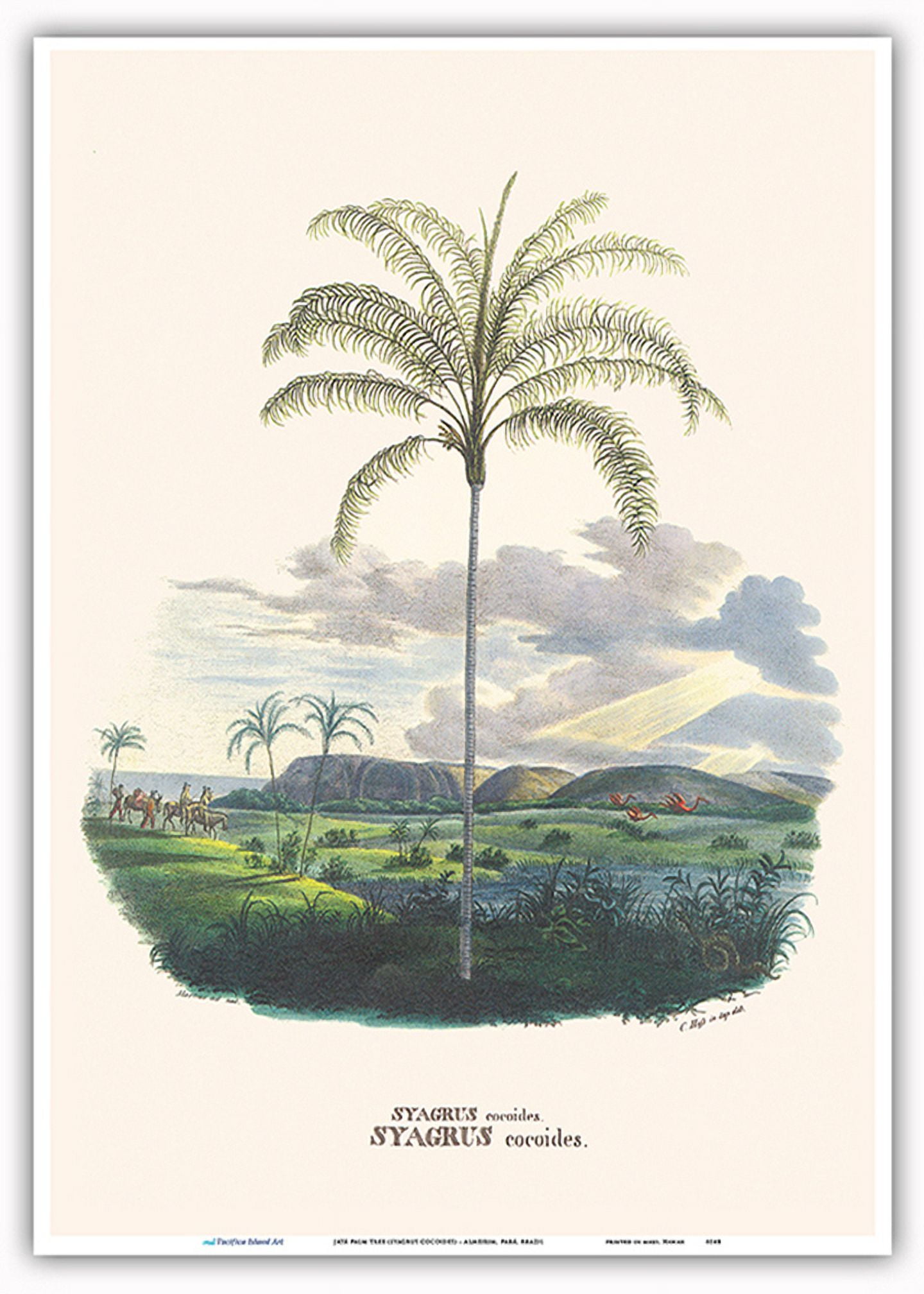 Jatá Palm Tree (Syagrus Cocoides) - Almeirim Pará Brazil - Vintage ...