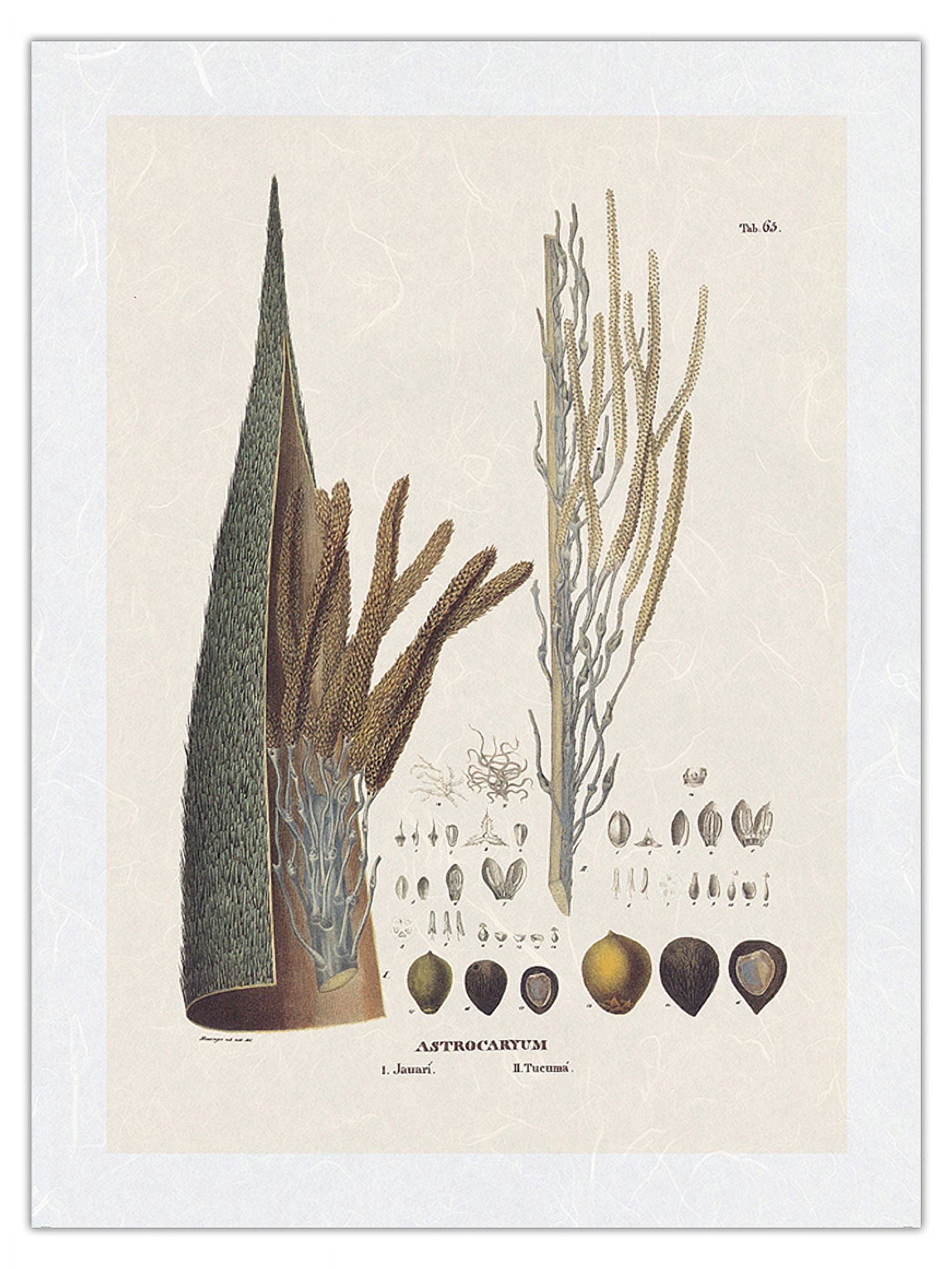 Jauari Palm Tree (Astrocaryum Januari) - Flower and Seed - Vintage ...