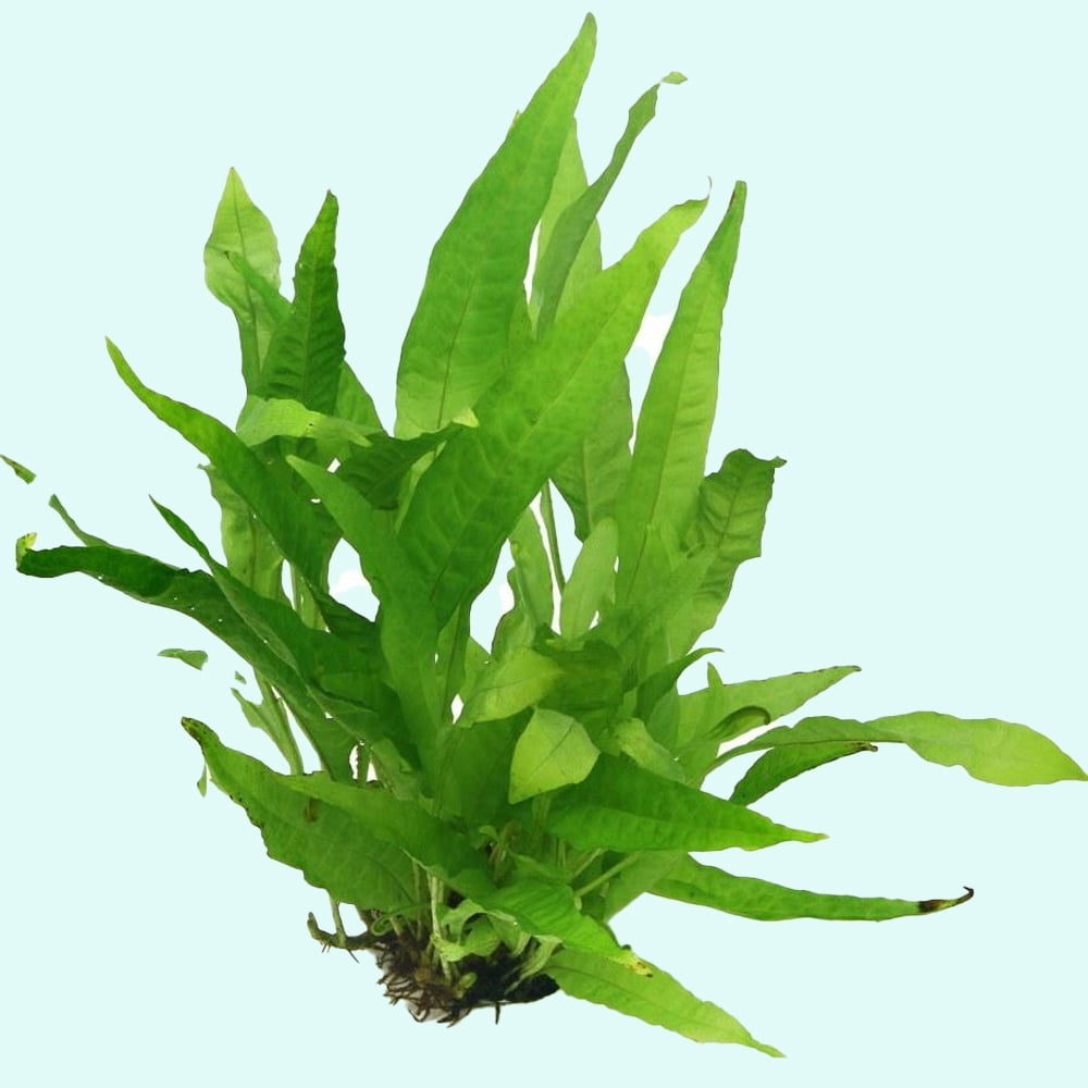 Java Fern Bare Root Medium: Freshwater Aquatic Plant for Fish Tanks ...