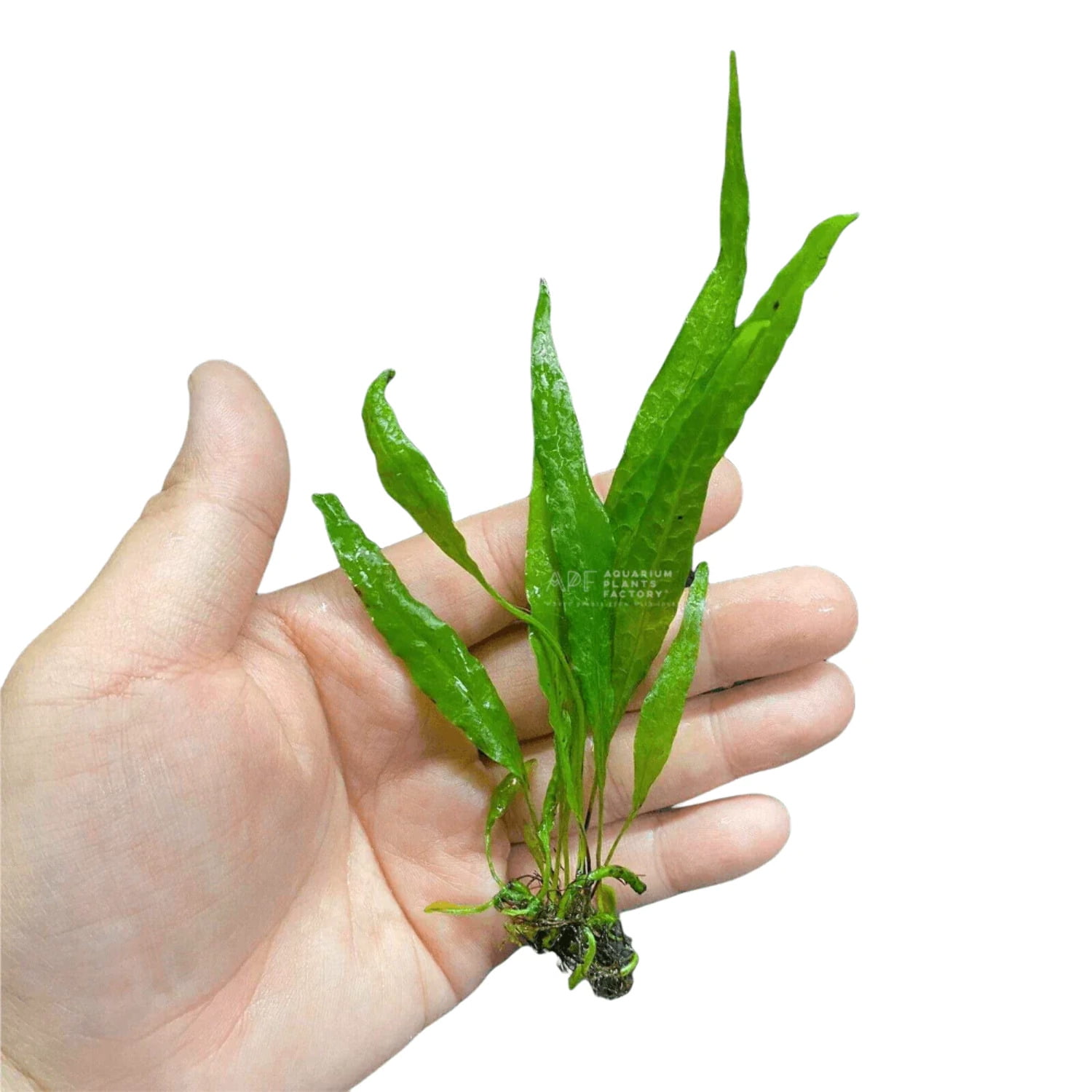Java Fern Bare-root Aquarium Plants Factory - Walmart.com