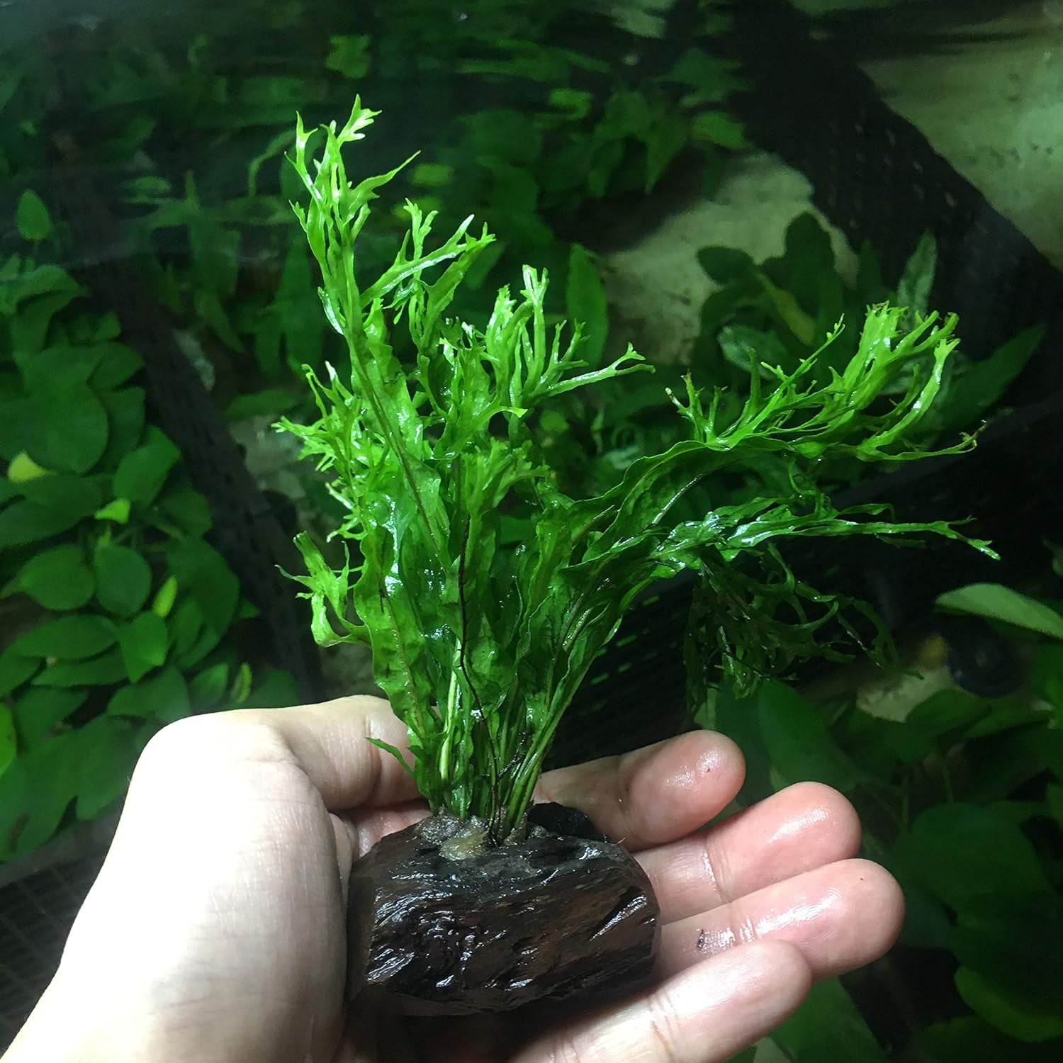 Java Fern, Moss and more! Freshwater Live Aquarium Plants on Driftwood ...