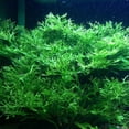 Underwater Aquatic Freshwater Java Fern Windelov Live Aquarium Plants ...