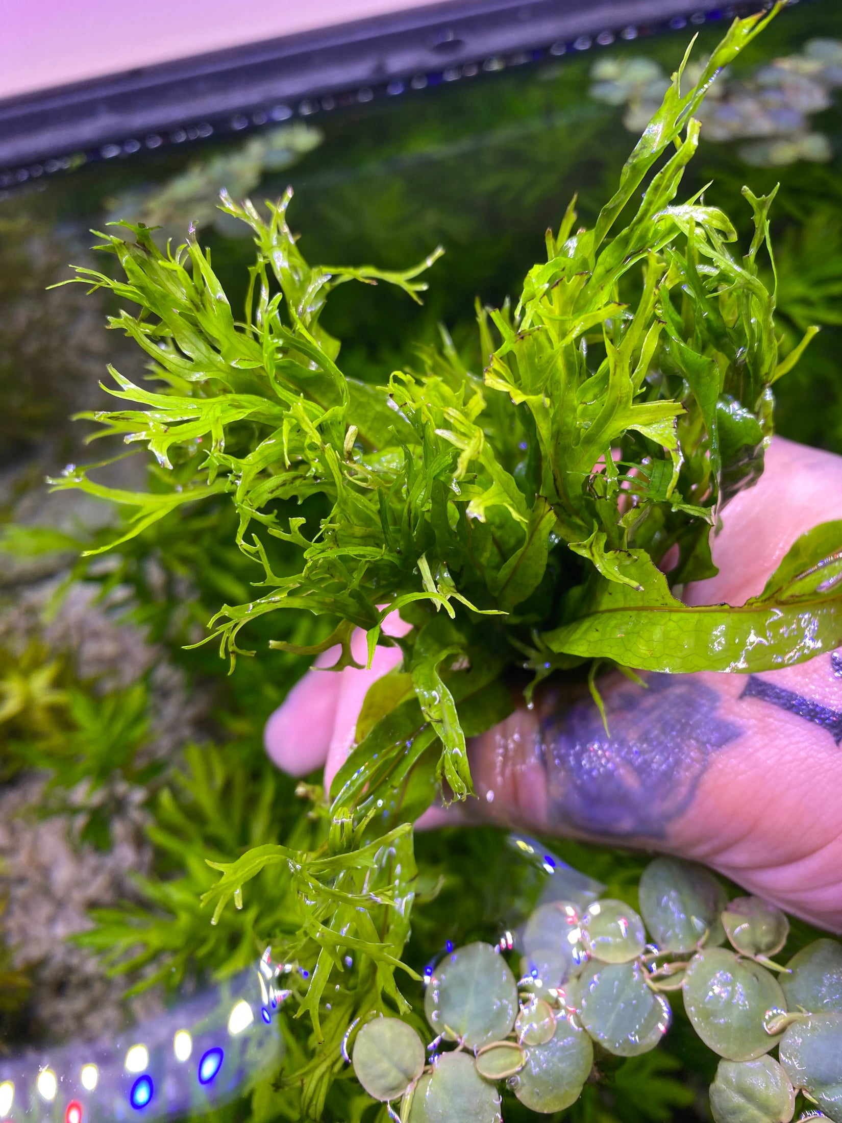 Java Fern Windelov - Walmart.com