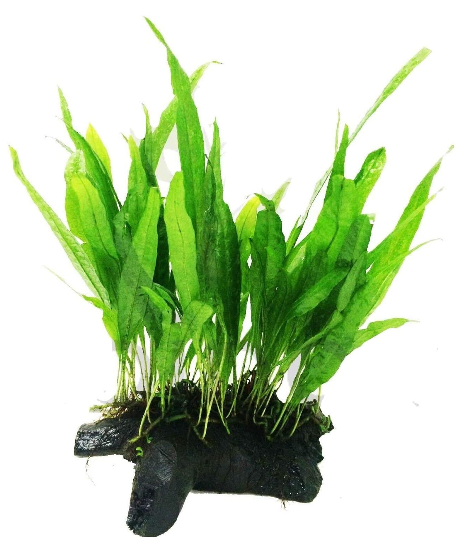 Java Fern on Driftwood (5-6 Inch) | Microsorum Pteropus Freshwater Easy ...