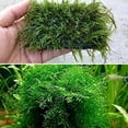 Java Moss - Easy Live Fresh Water Aquatic Plant for Fish Tank, Floating ...