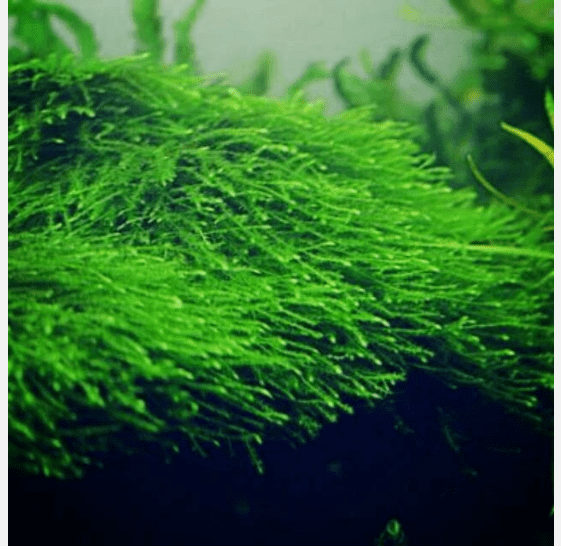 Java Moss Live Aquarium Plant (Taxiphyllum barbieri) - Walmart.com