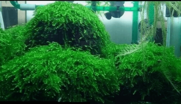 Java Moss – Live Aquarium Plant for Freshwater Tanks, Aquascaping ...