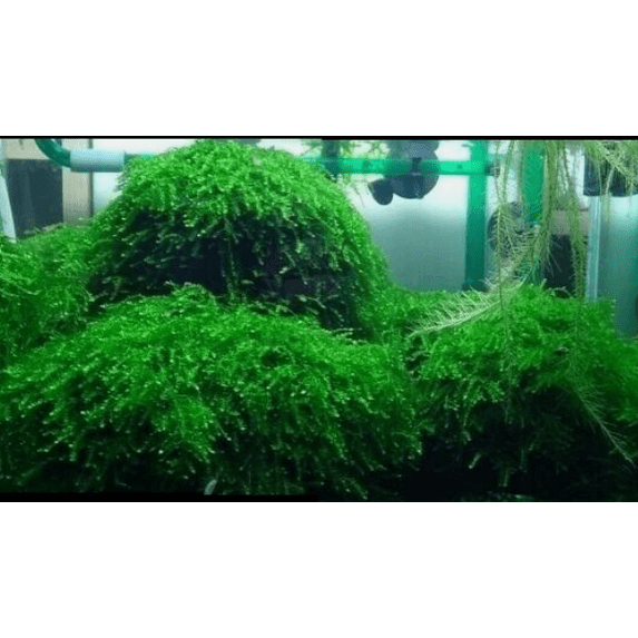 Java Moss – Live Aquarium Plant for Freshwater Tanks, Aquascaping ...