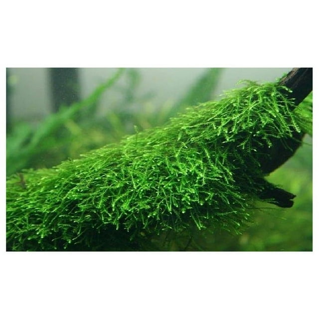 Java Moss Vesicularia Dubyana Live Freshwater Aquatic Aquarium Plants ...