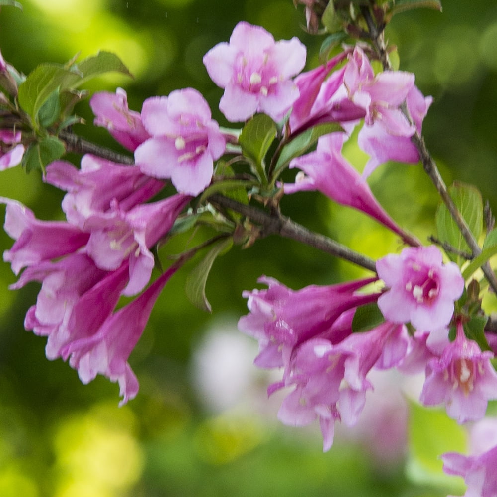 Java Red Flowering Weigela, Deciduous Flowering Starter Shrub grown in ...