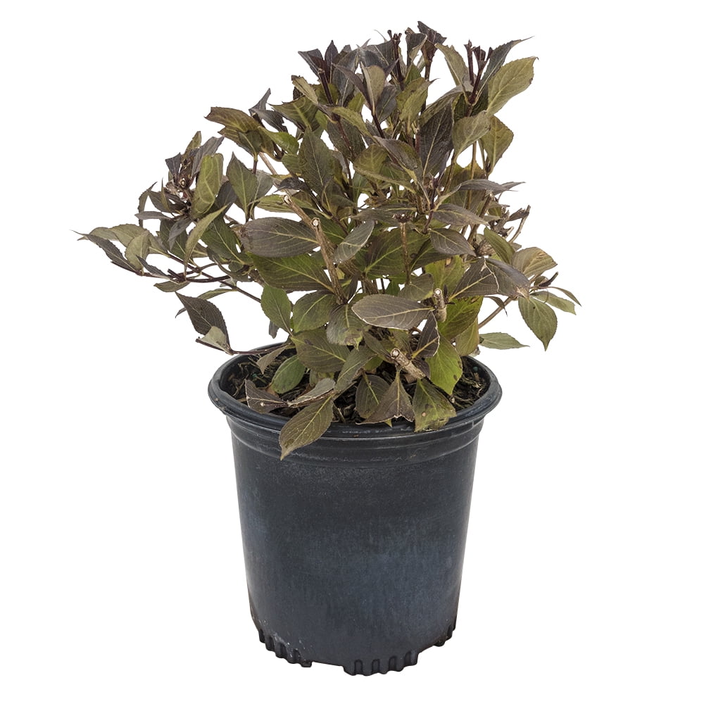 Java Red Weigela Bush Potted Deciduous Floweing Shrub, in a 2.50 Qt ...