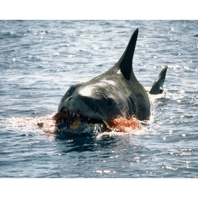 Jaws Shark At Sea Eating Life Raft 24X36 Classic Hollywood Poster ...