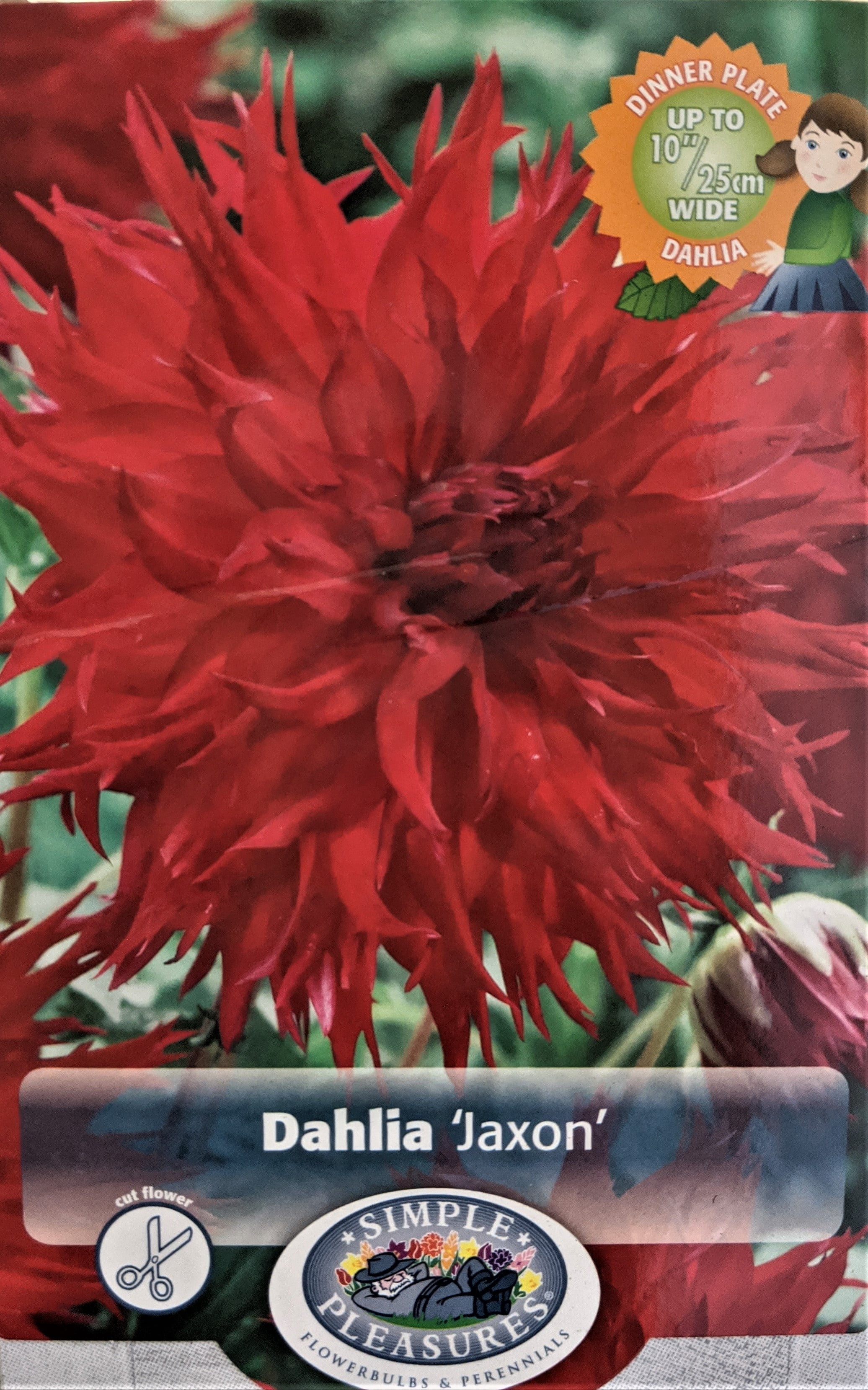Jaxon Semi-Cactus Dahlia - Huge Dinnerplate - #1 Size Root Clump - Deep ...