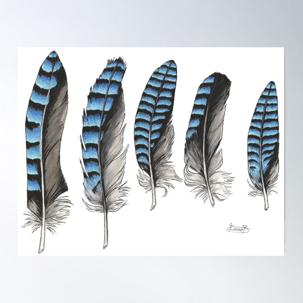 Jay Feathers, Original Illustration Poster Wall Art, Modern Wall Decor ...