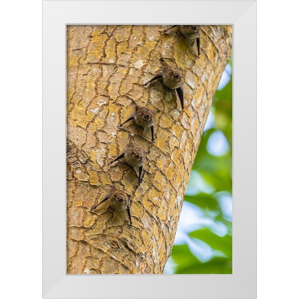 Jaynes Gallery 11x14 White Modern Wood Framed Museum Art Print Titled ...