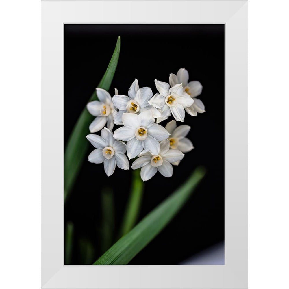 Jaynes Gallery 11x14 White Modern Wood Framed Museum Art Print Titled ...