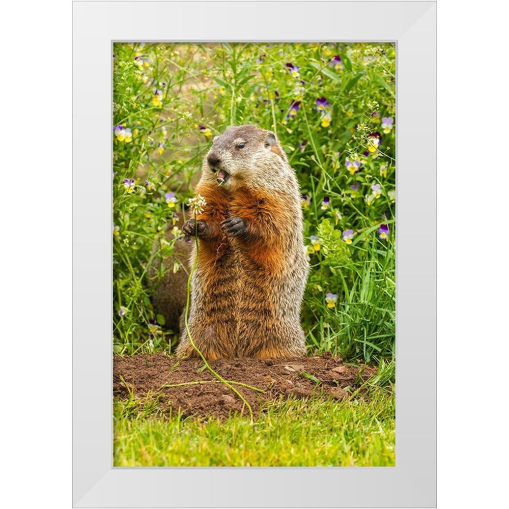 Jaynes Gallery 11x14 White Modern Wood Framed Museum Art Print Titled ...