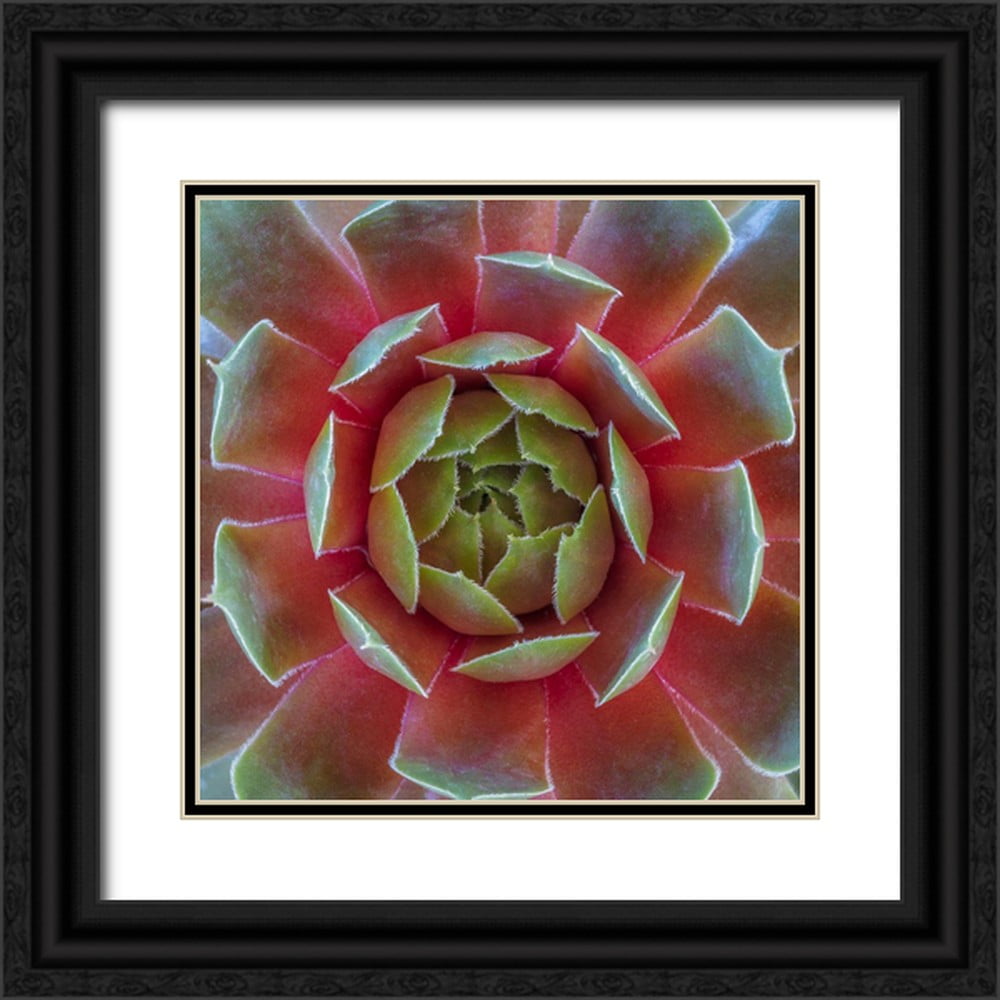 Jaynes Gallery 12x12 Black Ornate Wood Framed with Double Matting ...