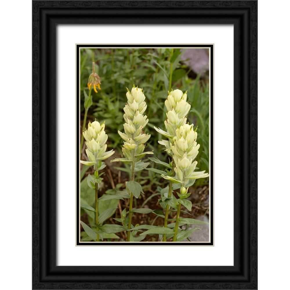 Jaynes Gallery 13x18 Black Ornate Wood Framed with Double Matting Museum Art Print Titled - USA ...