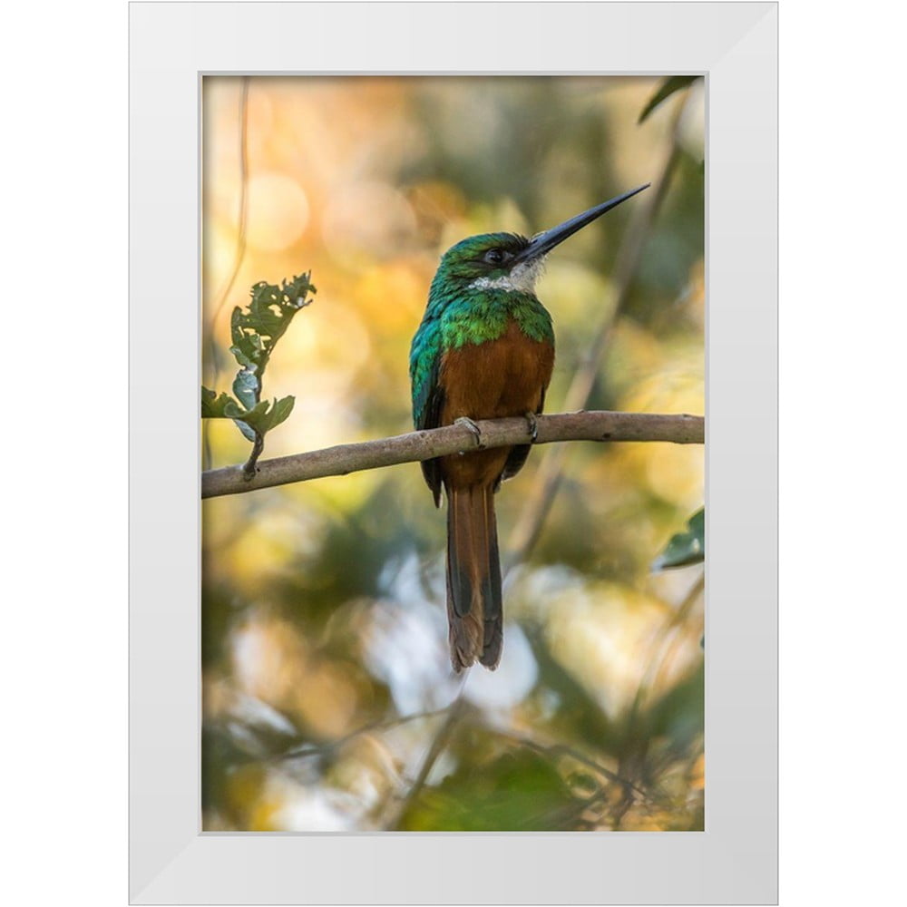 Jaynes Gallery 13x18 White Modern Wood Framed Museum Art Print Titled - Brazil-Pantanal Rufous ...