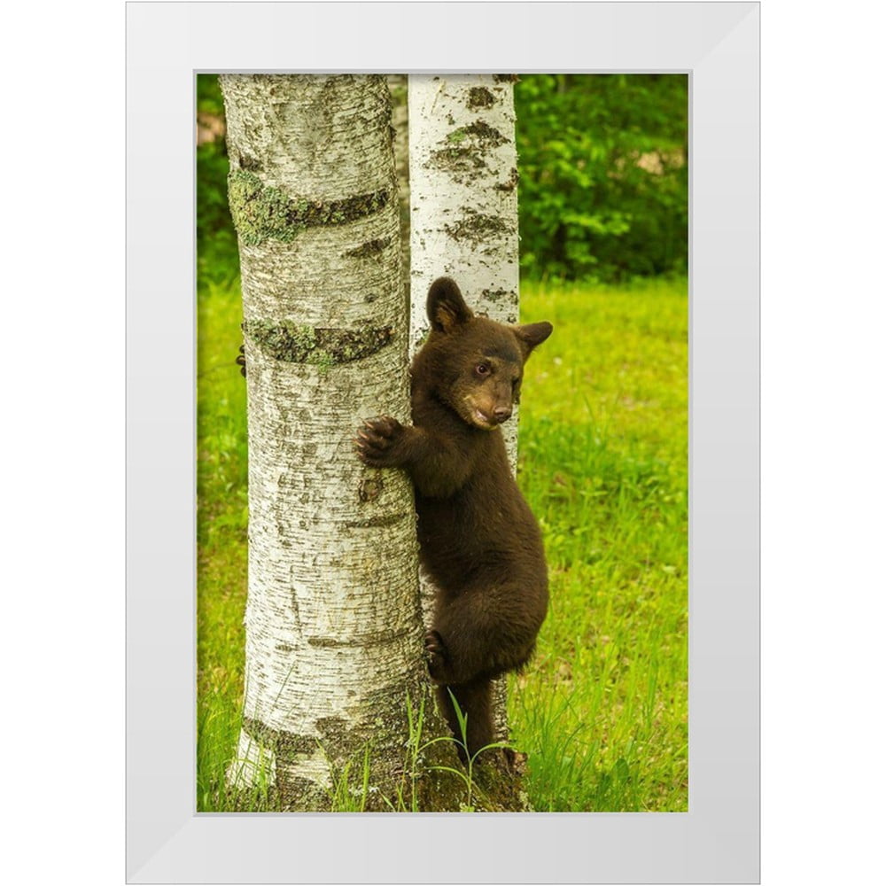 Jaynes Gallery 13x18 White Modern Wood Framed Museum Art Print Titled ...