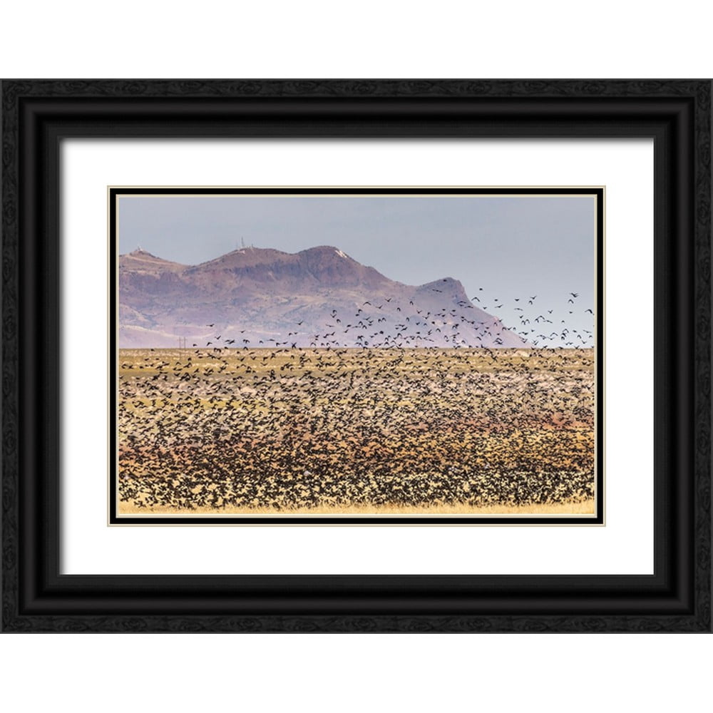 Jaynes Gallery 14x11 Black Ornate Wood Framed with Double Matting ...