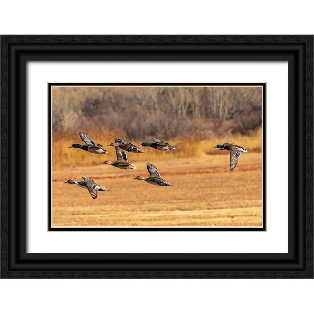 Jaynes Gallery 14x11 Black Ornate Wood Framed with Double Matting ...