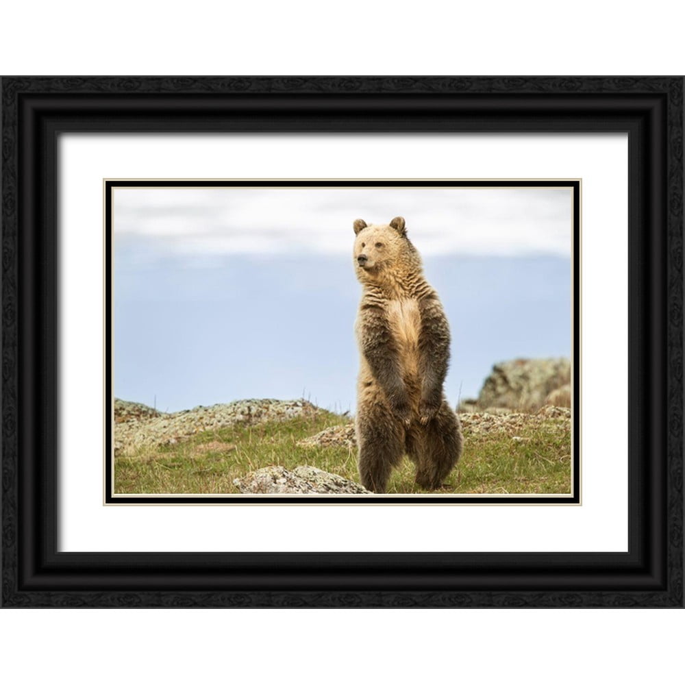 Jaynes Gallery 14x11 Black Ornate Wood Framed with Double Matting ...