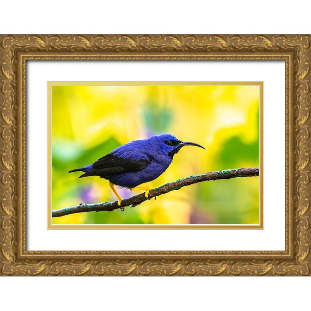 Jaynes Gallery 14x11 Gold Ornate Wood Framed with Double Matting Museum ...