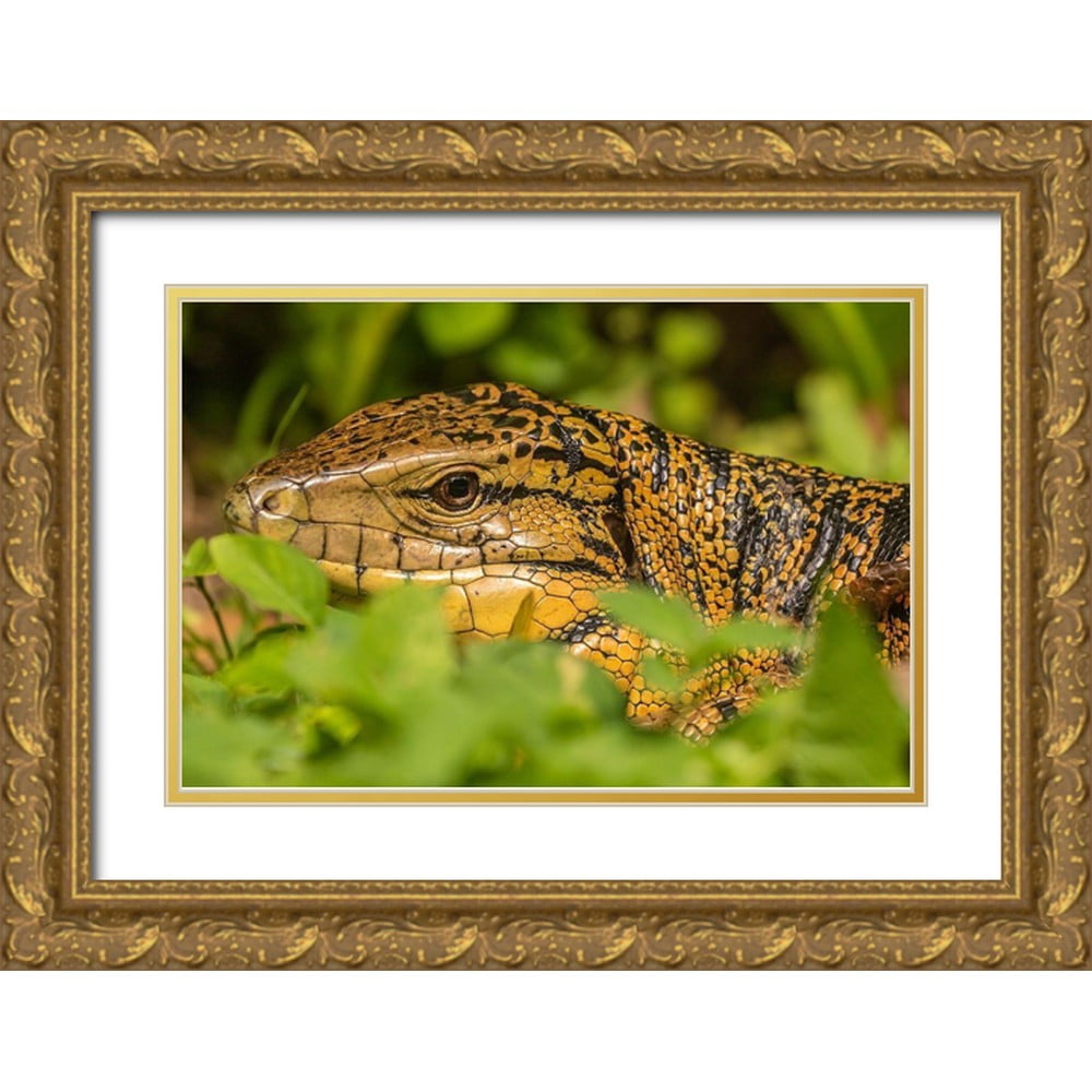 Jaynes Gallery 14x11 Gold Ornate Wood Framed with Double Matting Museum ...