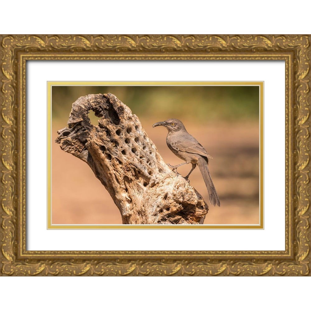 Jaynes Gallery 14x11 Gold Ornate Wood Framed with Double Matting Museum ...