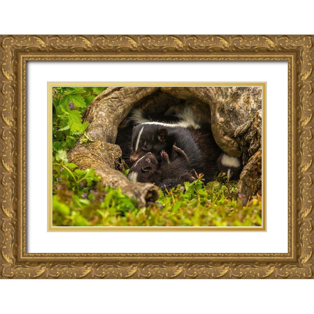 Jaynes Gallery 14x11 Gold Ornate Wood Framed with Double Matting Museum ...