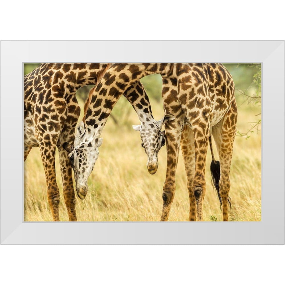 Jaynes Gallery 14x11 White Modern Wood Framed Museum Art Print Titled ...