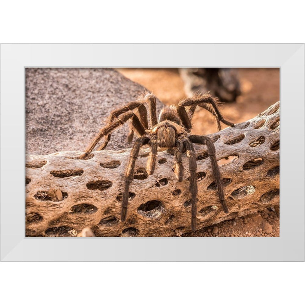 Jaynes Gallery 14x11 White Modern Wood Framed Museum Art Print Titled ...