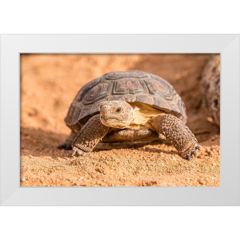 Jaynes Gallery 14x11 White Modern Wood Framed Museum Art Print Titled ...