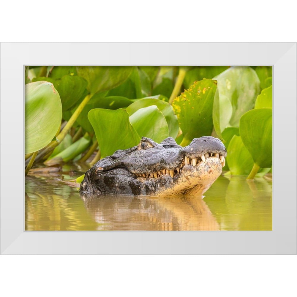 Jaynes Gallery 14x11 White Modern Wood Framed Museum Art Print Titled ...