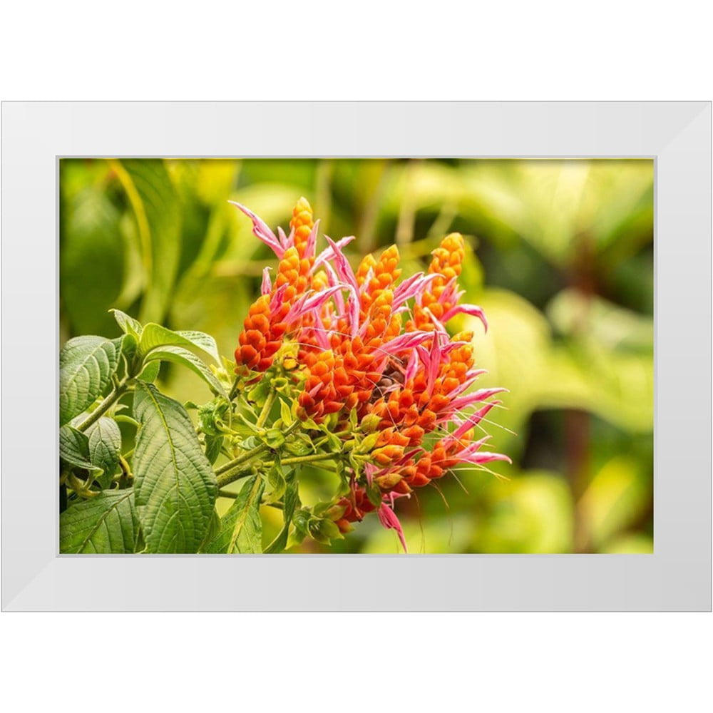 Jaynes Gallery 14x11 White Modern Wood Framed Museum Art Print Titled - Caribbean-Trinidad-Asa ...