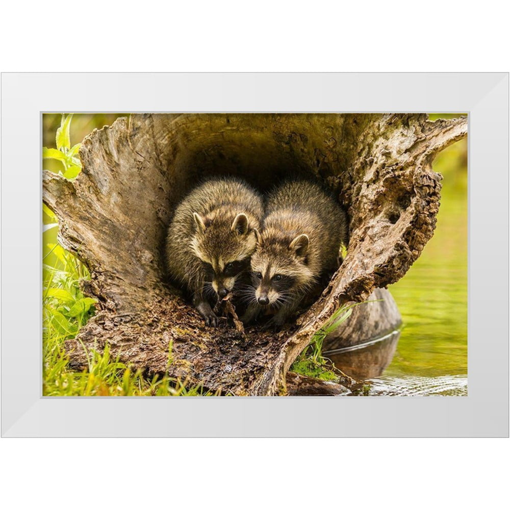 Jaynes Gallery 14x11 White Modern Wood Framed Museum Art Print Titled ...