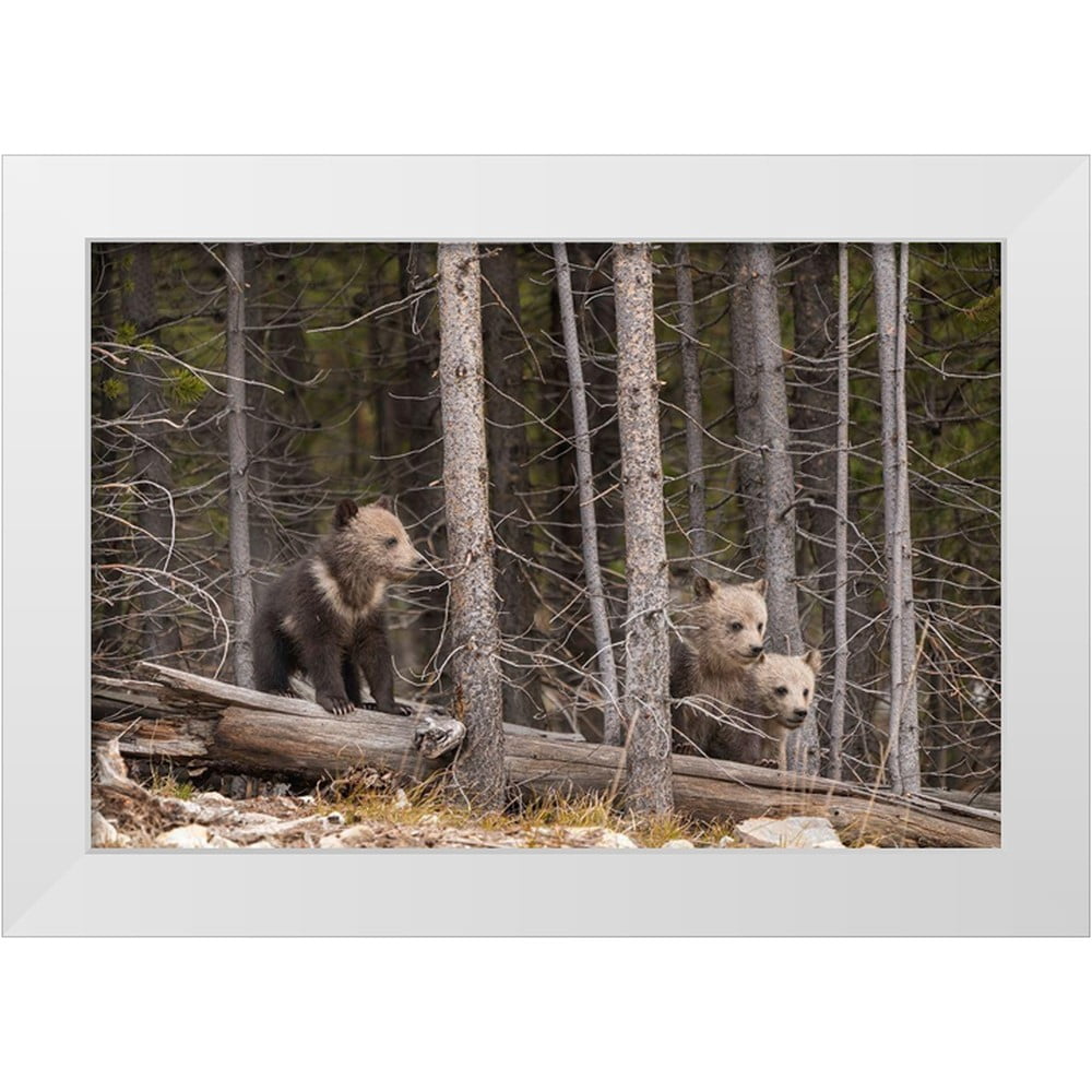 Jaynes Gallery 14x11 White Modern Wood Framed Museum Art Print Titled ...