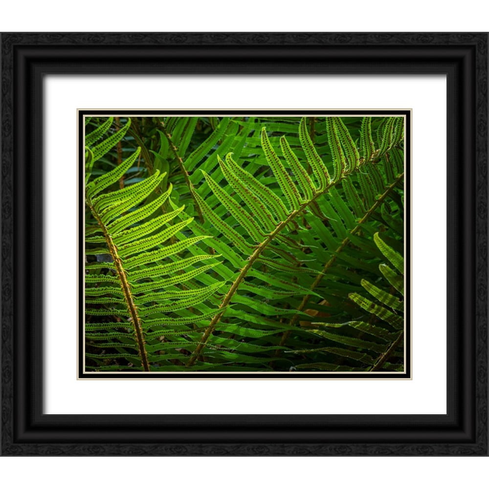 Jaynes Gallery 14x12 Black Ornate Wood Framed with Double Matting Museum Art Print Titled - USA ...